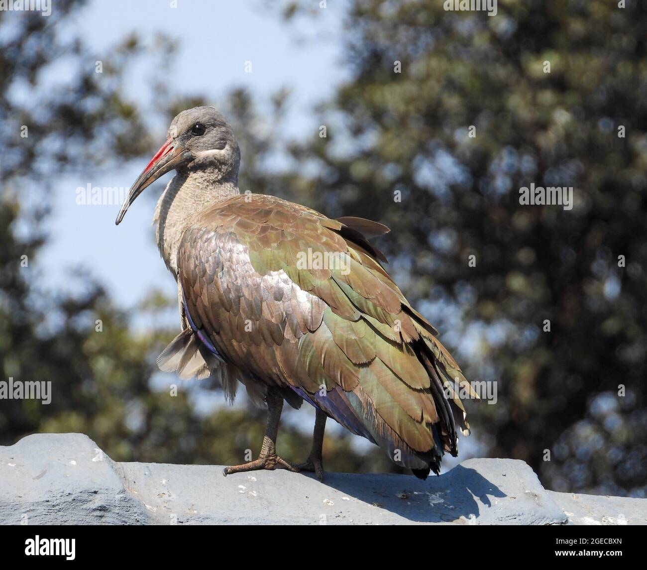 Ibis house hi-res stock photography and images - Alamy