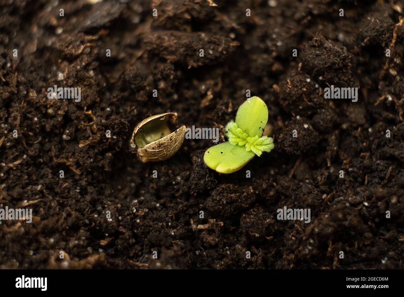 a young cannabis plant stretches from the ground to the sun. sprouting ...