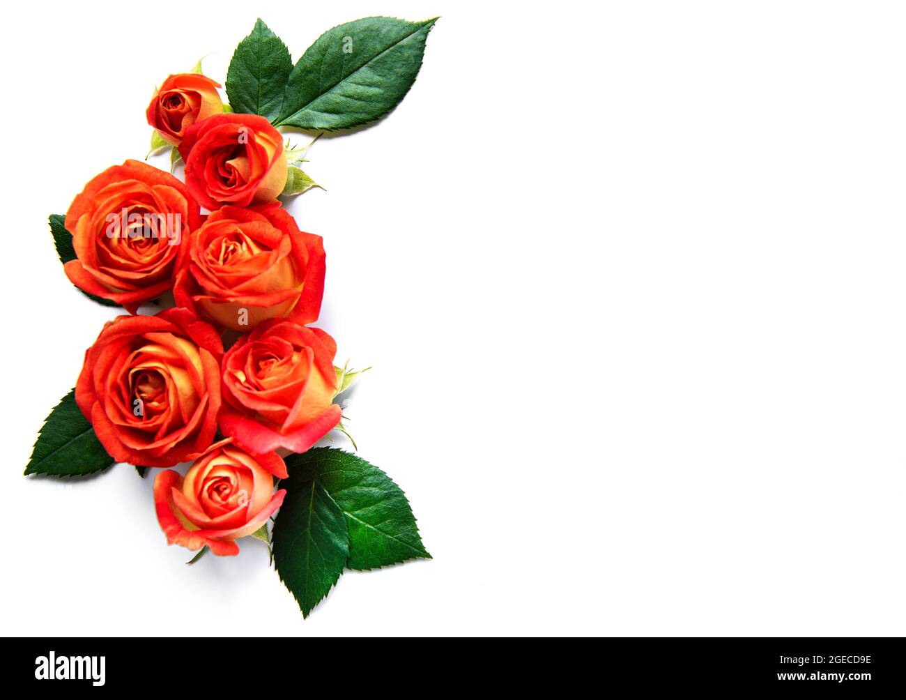 Flowers composition. Frame made of red roses and leaves on white ...