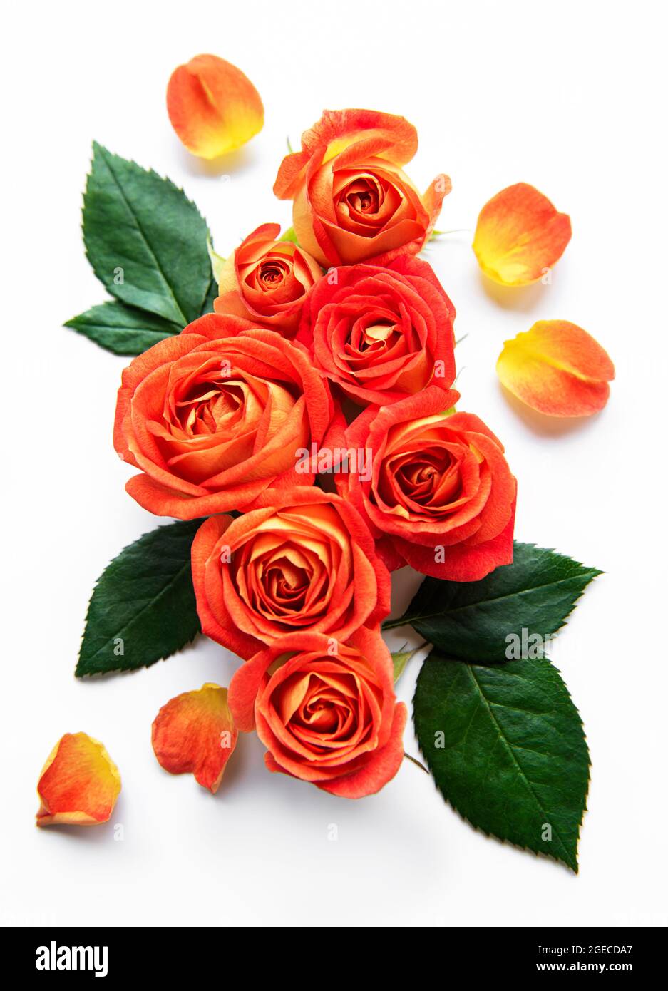 Flowers composition. Frame made of red roses and leaves on white ...