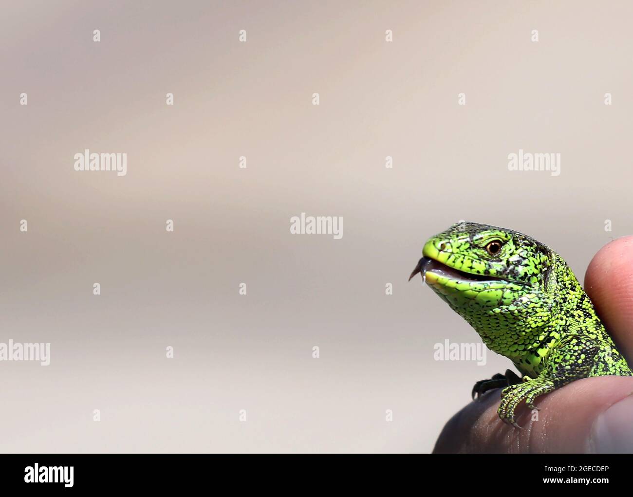 Reptile shot close-up.Nimble green lizard ( Lacerta viridis, Lacerta ...