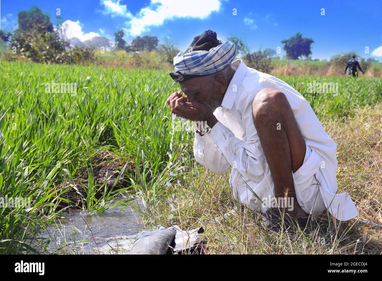 Elderly Indian farmer drinking water in his Wheat field. Water jet ...