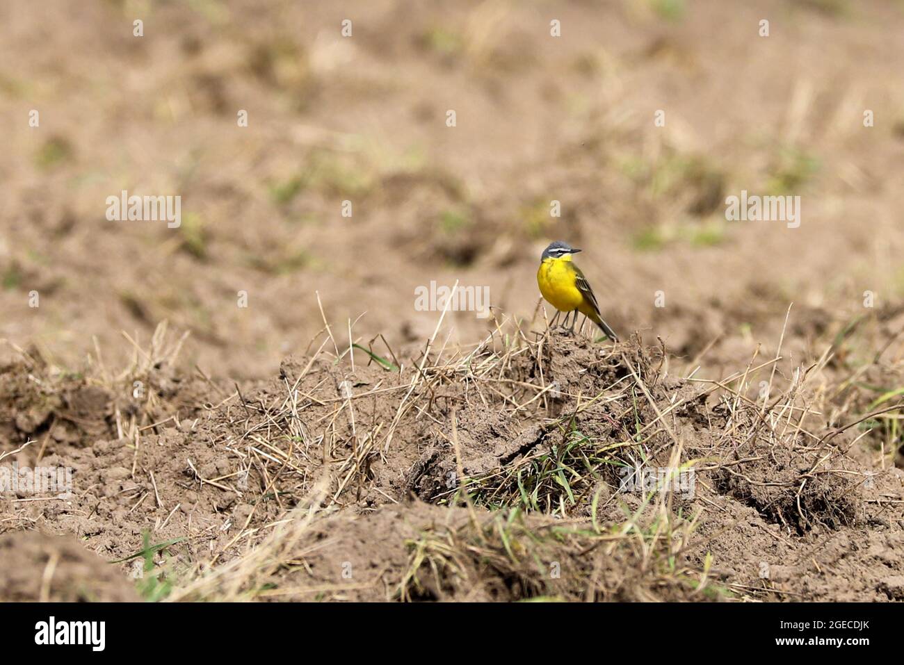Motacilla flava, Yellow Wagtail, Blue-headed Wagtail, Europe Stock ...