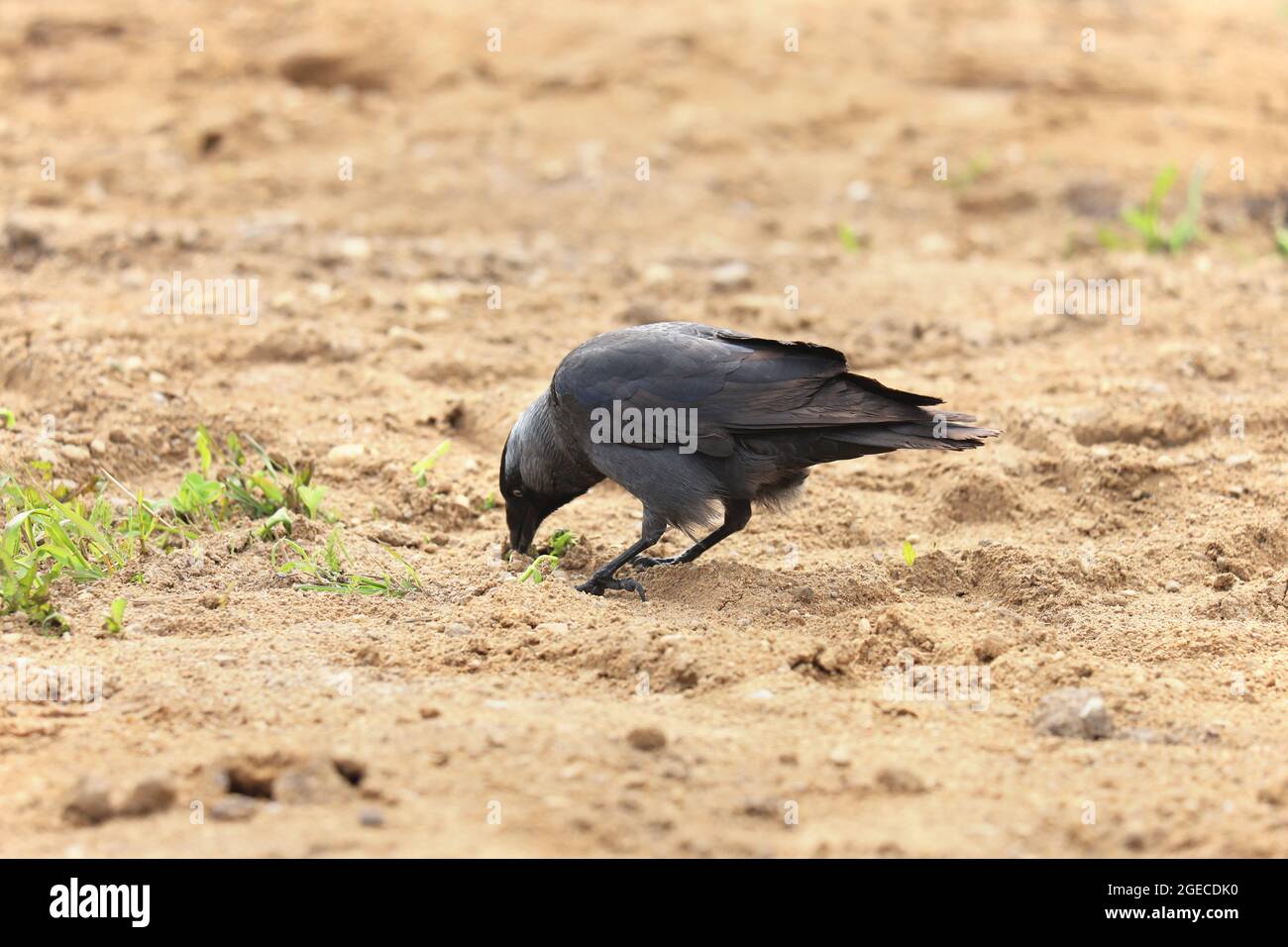 A Western Jackdaw, also known as the Eurasian Jackdaw, European Jackdaw ...