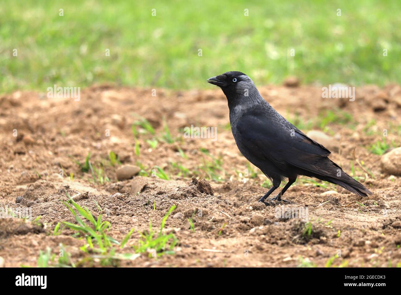 A Western Jackdaw, also known as the Eurasian Jackdaw, European Jackdaw ...