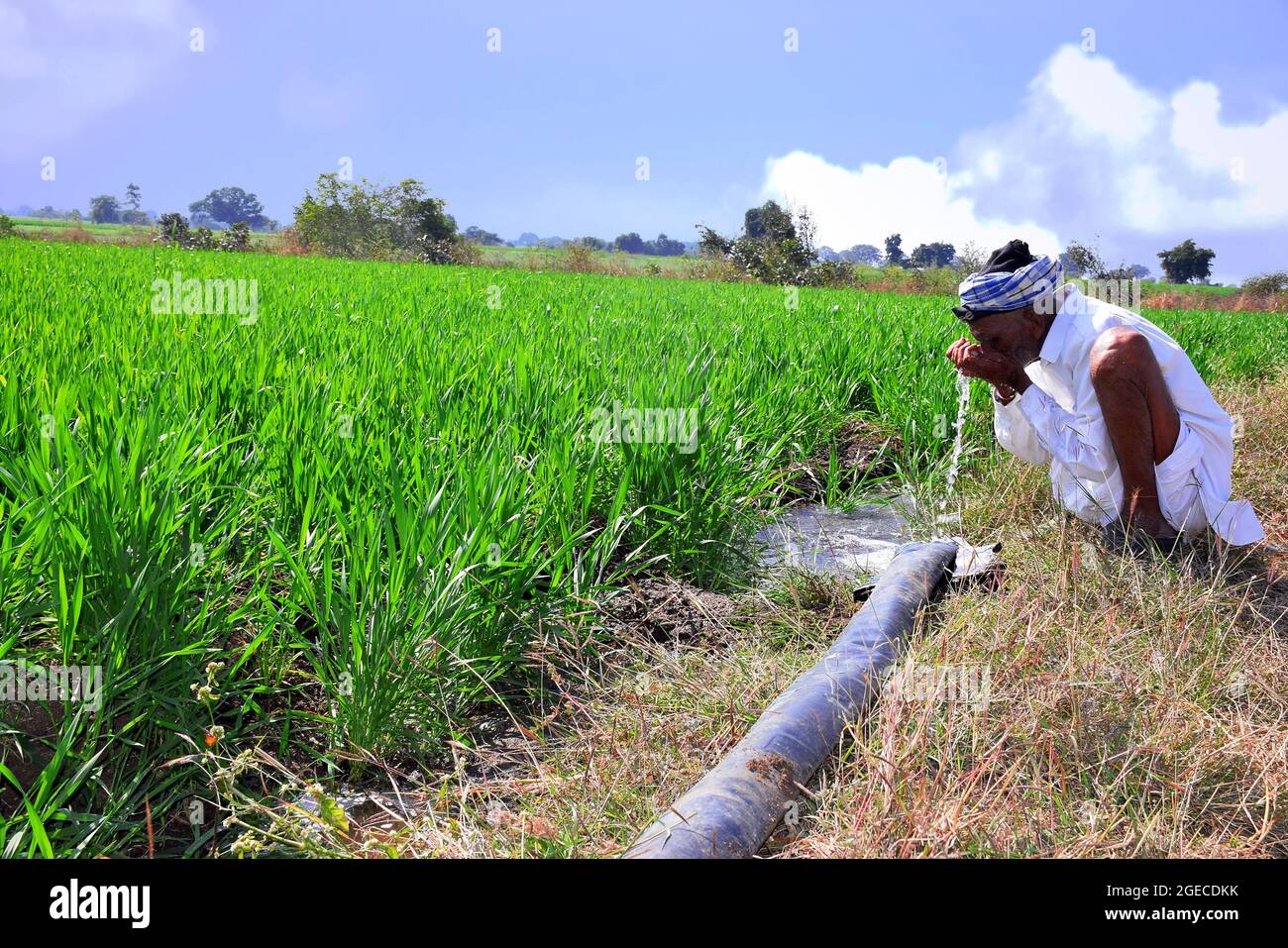 Elderly Indian farmer drinking water in his Wheat field. Water jet ...