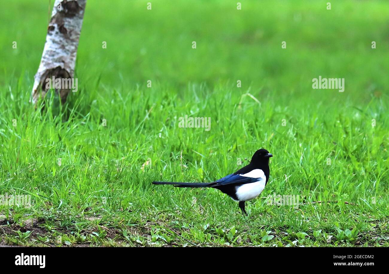 The Eurasian magpie or common magpie (Pica pica) is a resident breeding ...