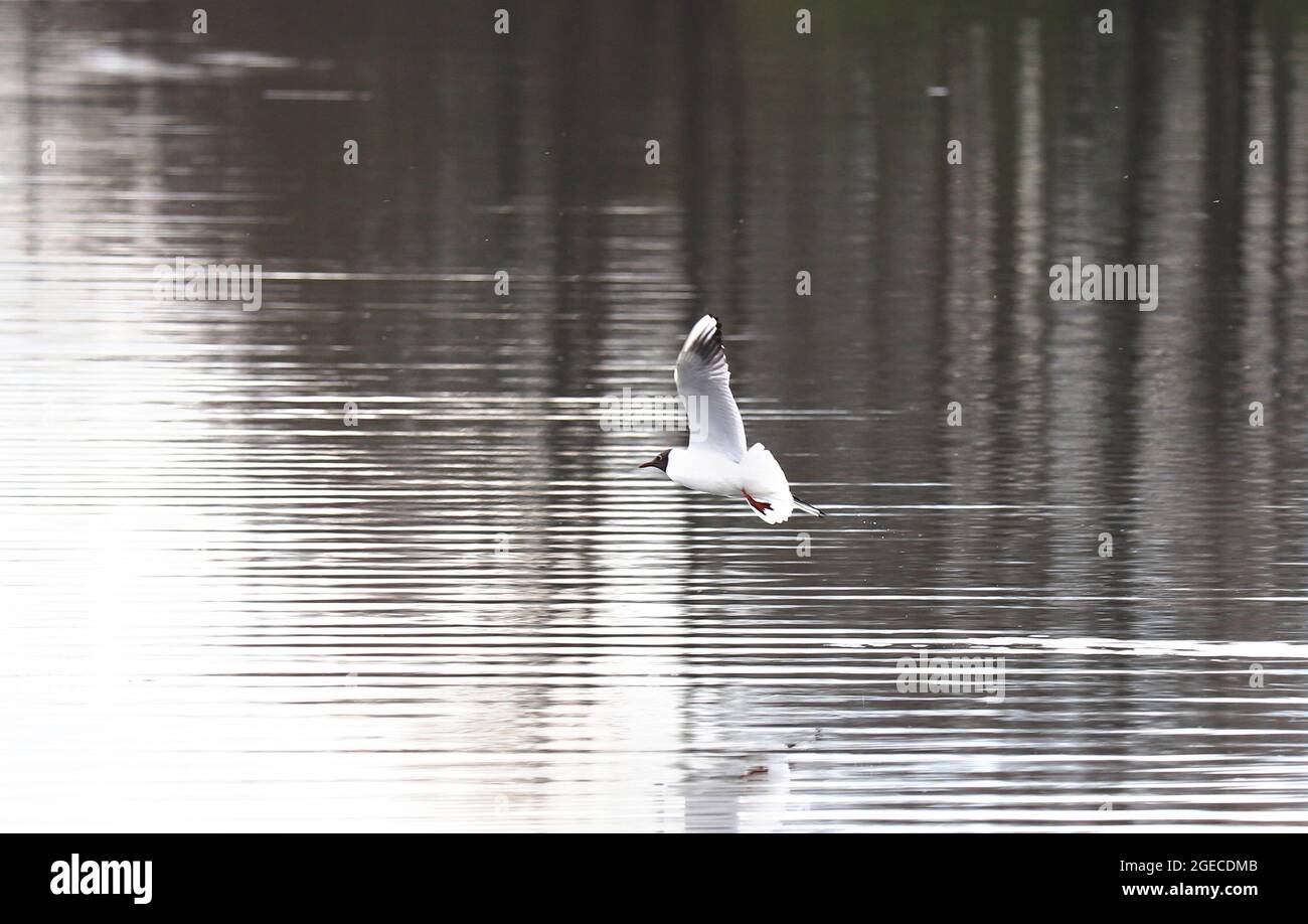 Black-headed gull of the summer feather which flies over the blue sky ...