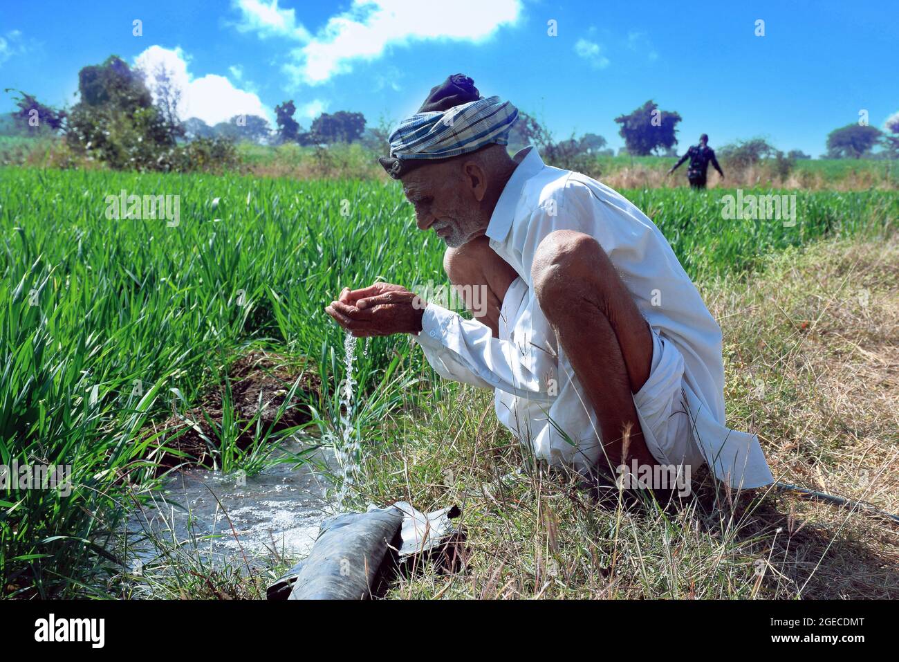 Elderly Indian farmer drinking water in his Wheat field. Water jet ...