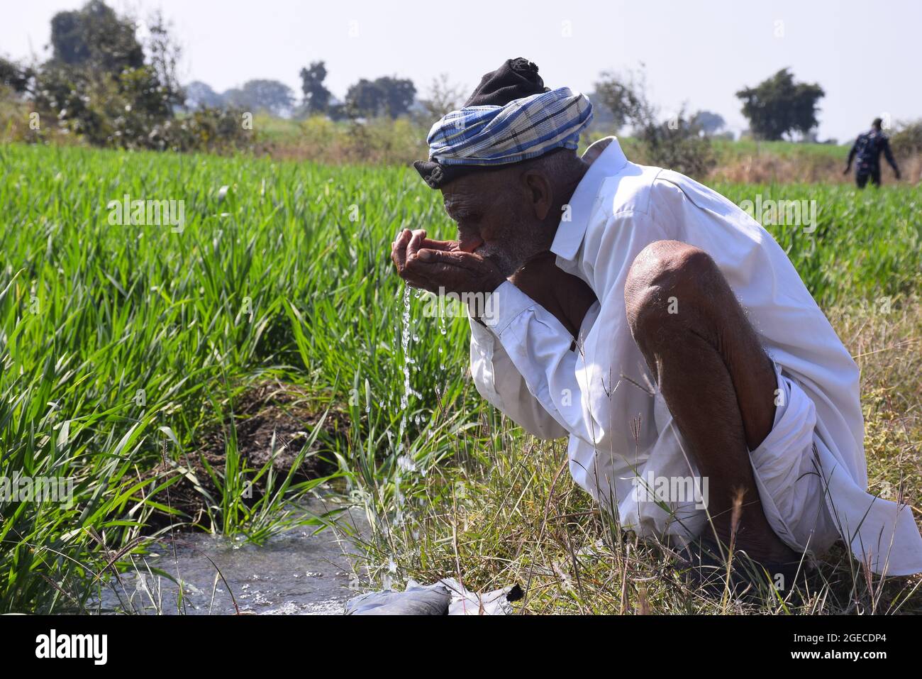 Elderly Indian farmer drinking water in his Wheat field. Water jet ...