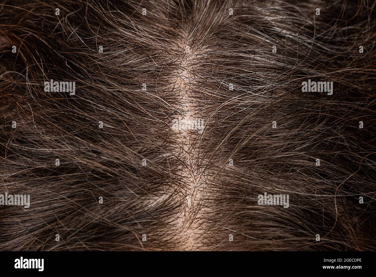 female head roots closeup on which gray hair begins to appear Stock ...