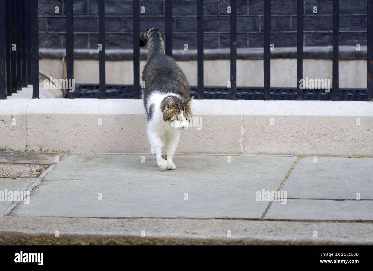 Larry the Cat - Chief Mouser to the Cabinet Office since 2011 - in ...