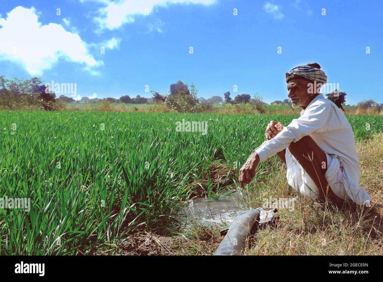 Elderly Indian farmer looking in his Wheat field. Water jet irrigation ...