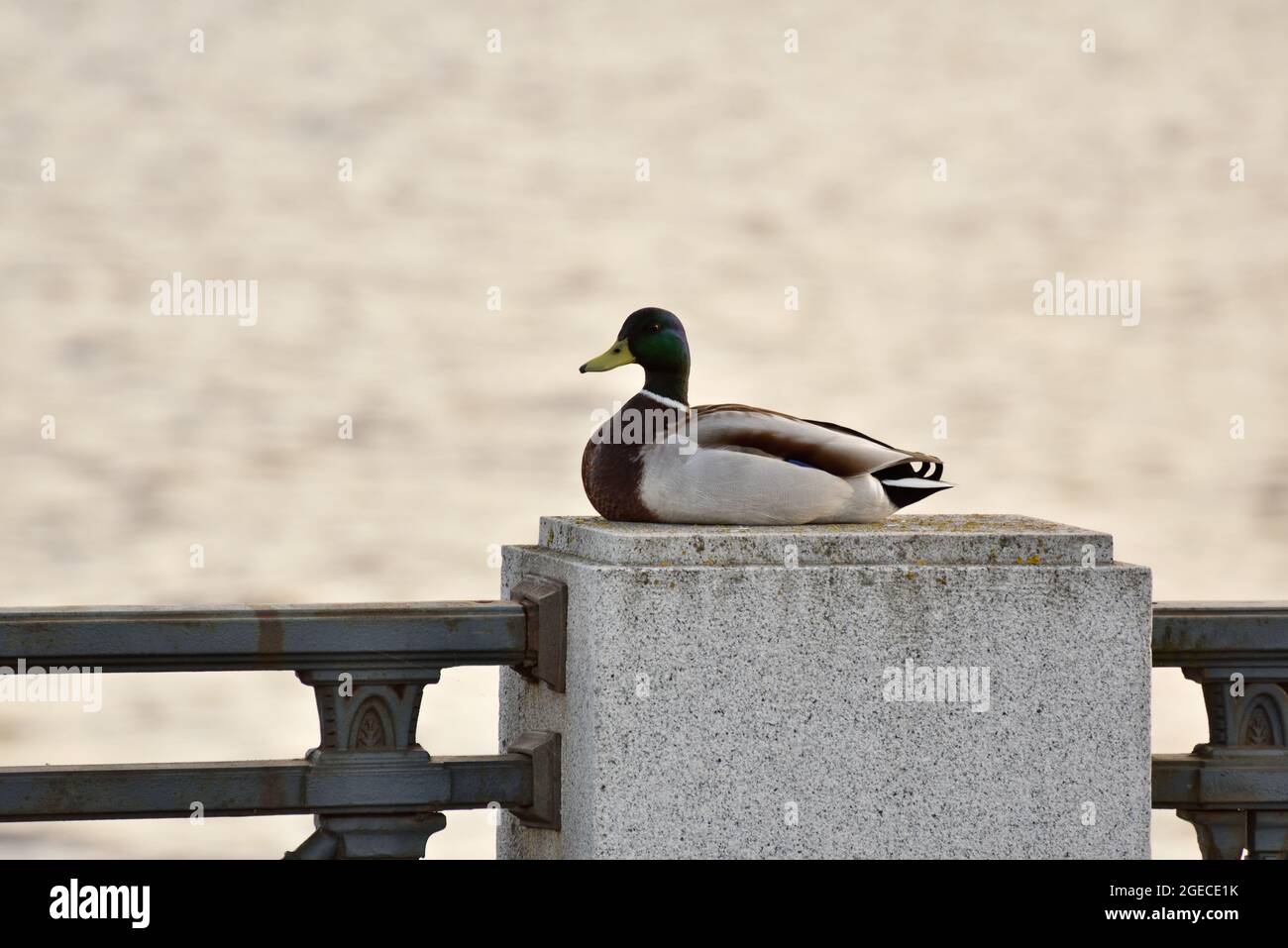 Wild duck sits on the city embankment and rests. Life of wild birds in ...