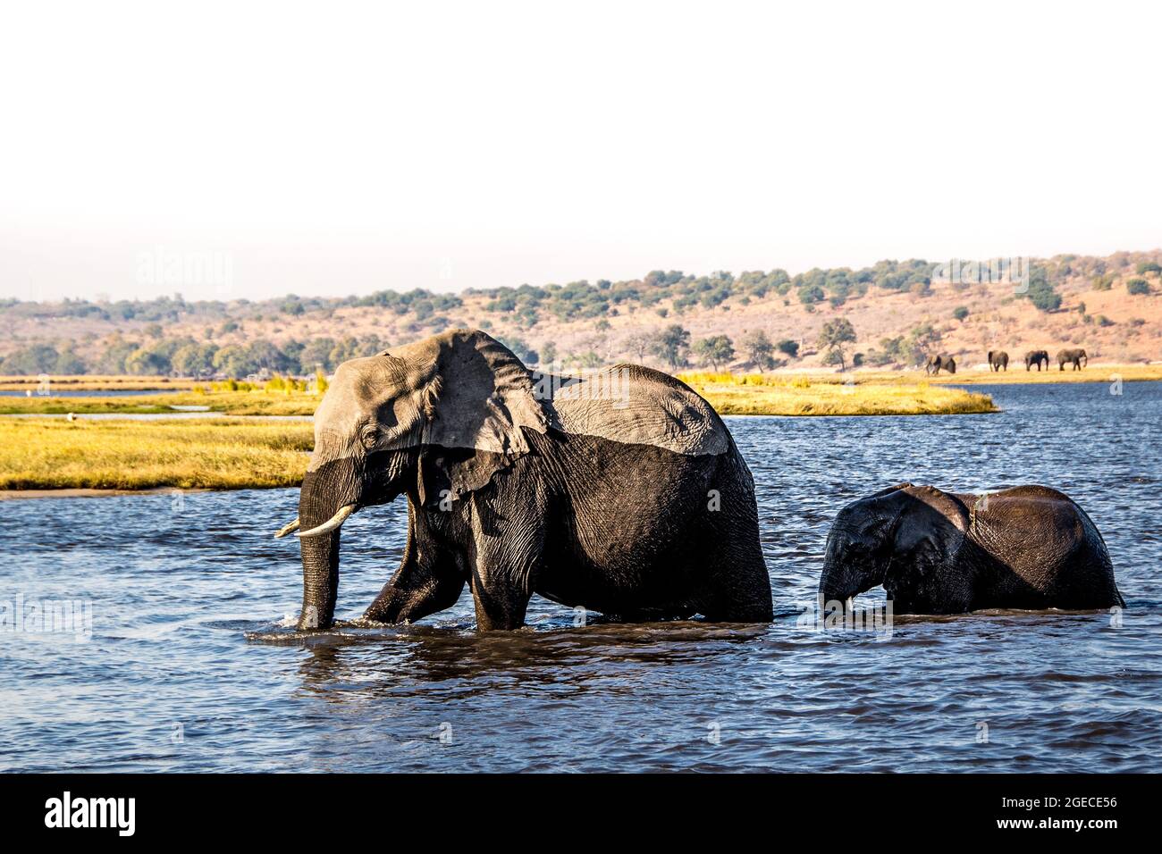 Elephants in the Chobe River in Chobe National Park Stock Photo - Alamy
