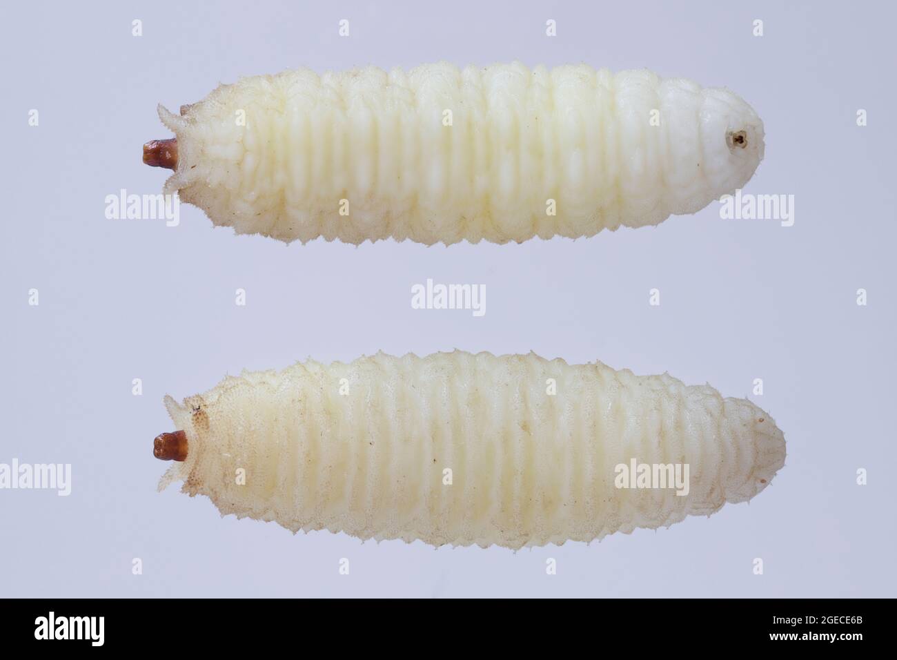 Both sides larva of Eumerus strigatus or lesser bulb fly. A species of ...