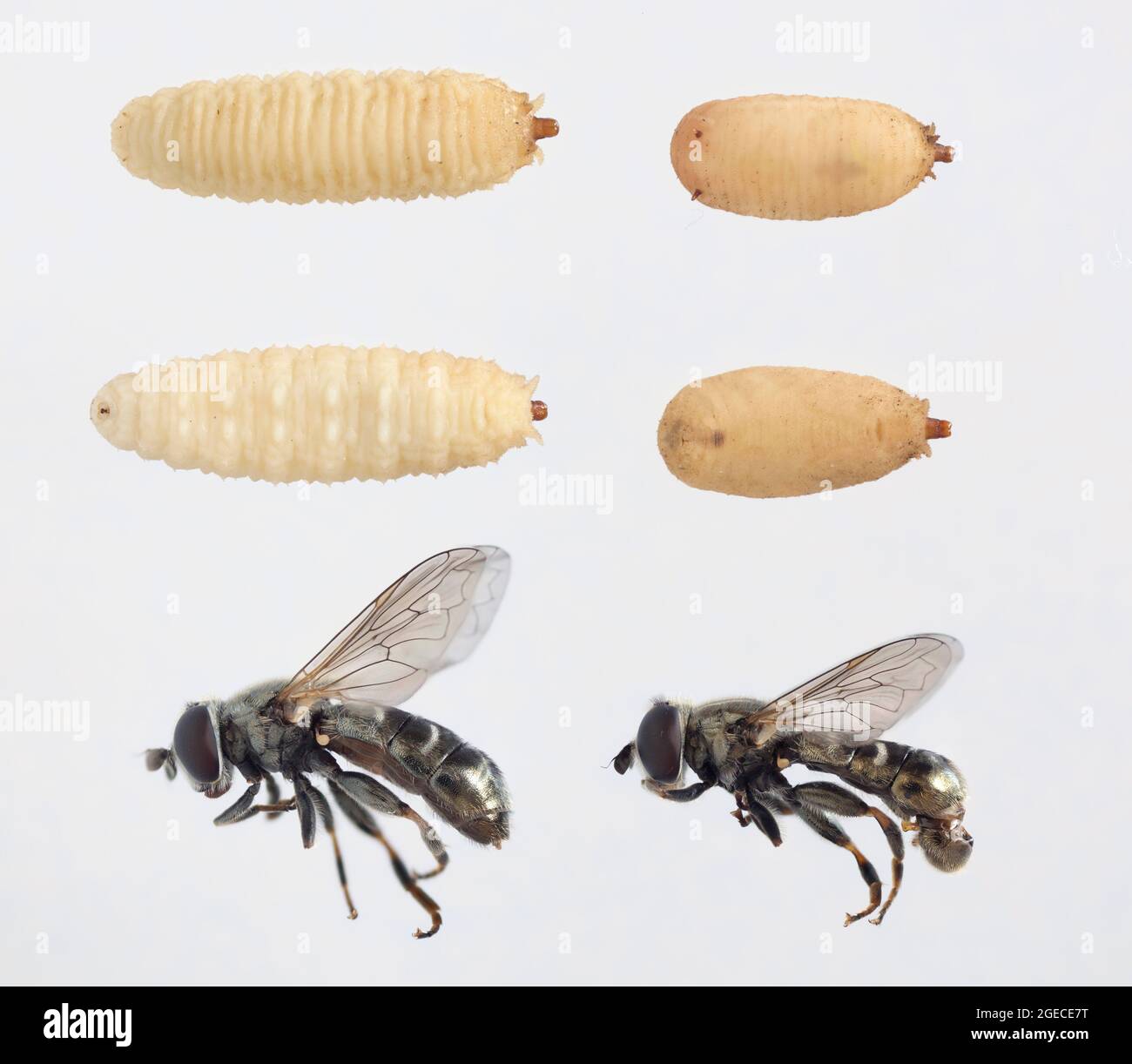 Adult fly, larvae and pupa on both sides of Eumerus strigatus or lesser ...