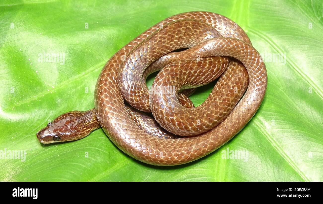 ANDAMAN WOLF SNAKE, Lycodon hypsirhinoides, Adult, NON VENOMOUS ...