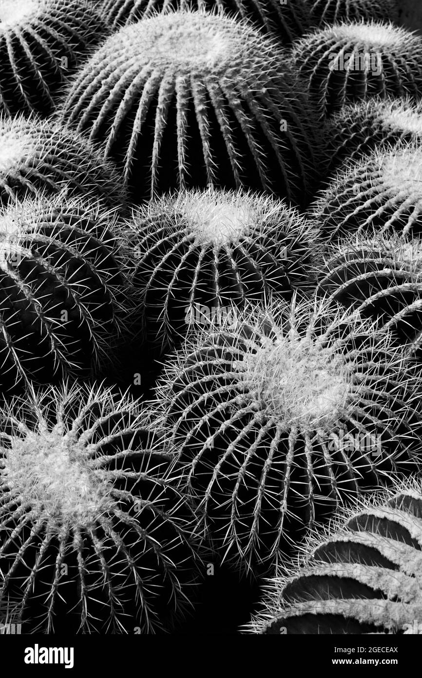 Cactus monochrome.Black and white golden barrel cactus closeup Stock ...