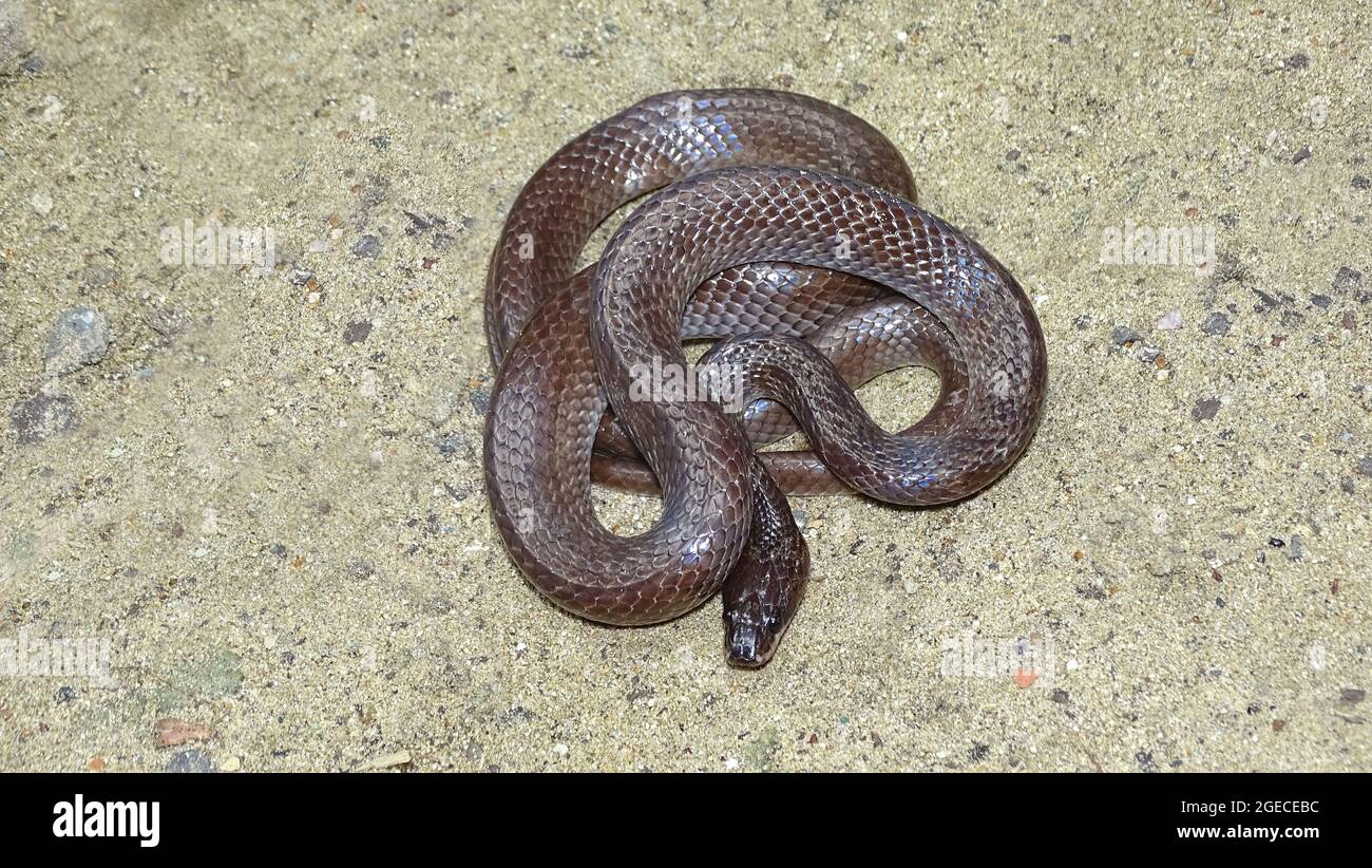 ANDAMAN WOLF SNAKE, Lycodon hypsirhinoides, Adult, NON VENOMOUS ...