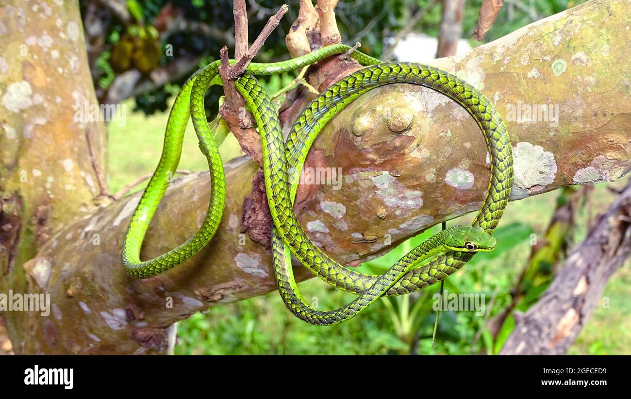 Andaman Green Bronzeback Tree Snake, Dendrelaphis andamanensis ...