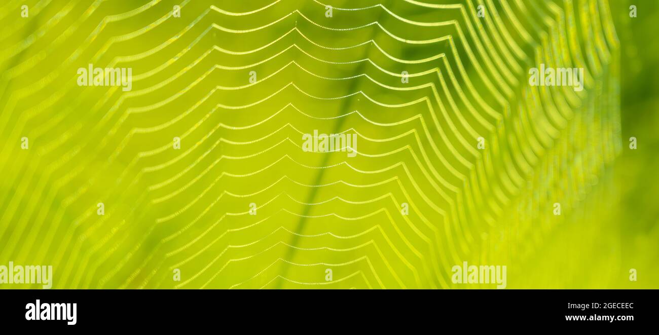Natural green meadow background withe spider web texture. Wide abstract ...