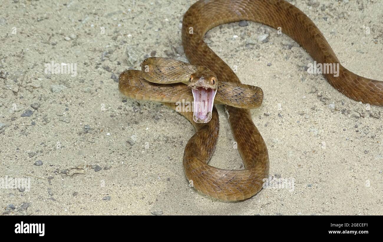 Andaman cat snake,Andaman cat snake, Boiga andamanensis Wall, 1909 ...