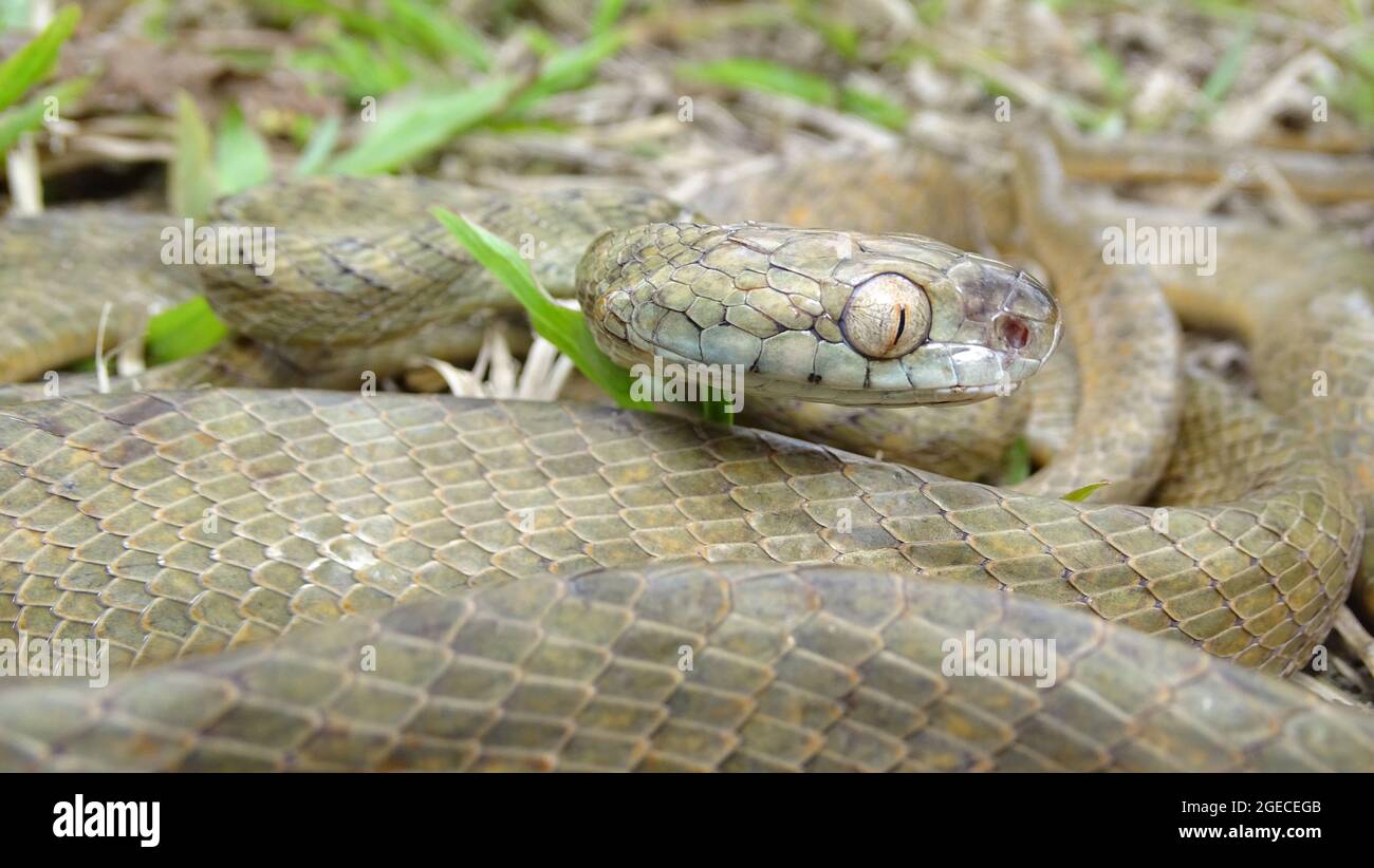 Andaman cat snake, Boiga andamanensis Wall, 1909, MILDLY VENOMOUS ...