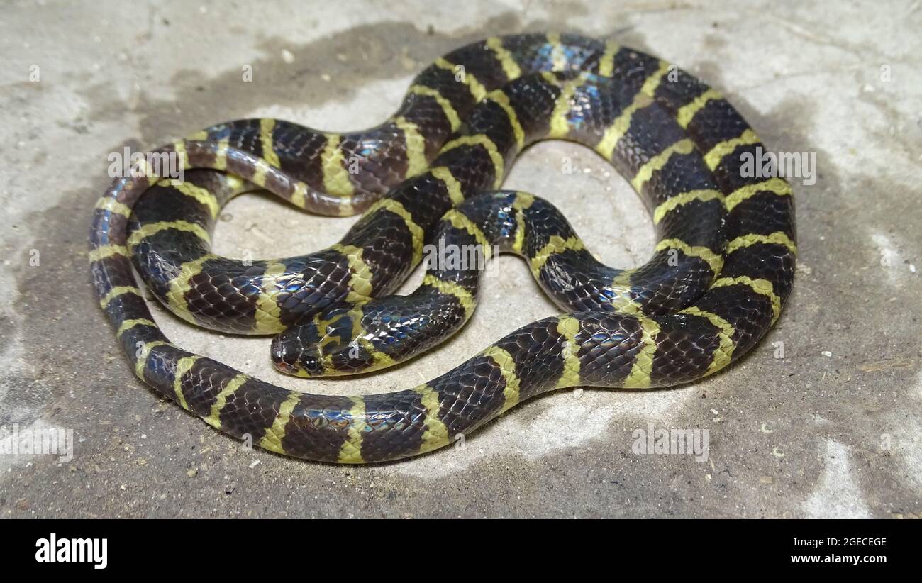 Andaman Krait, Bungarus andamanensis, Biswas & Sanyal, 1978. VENOMOUS ...