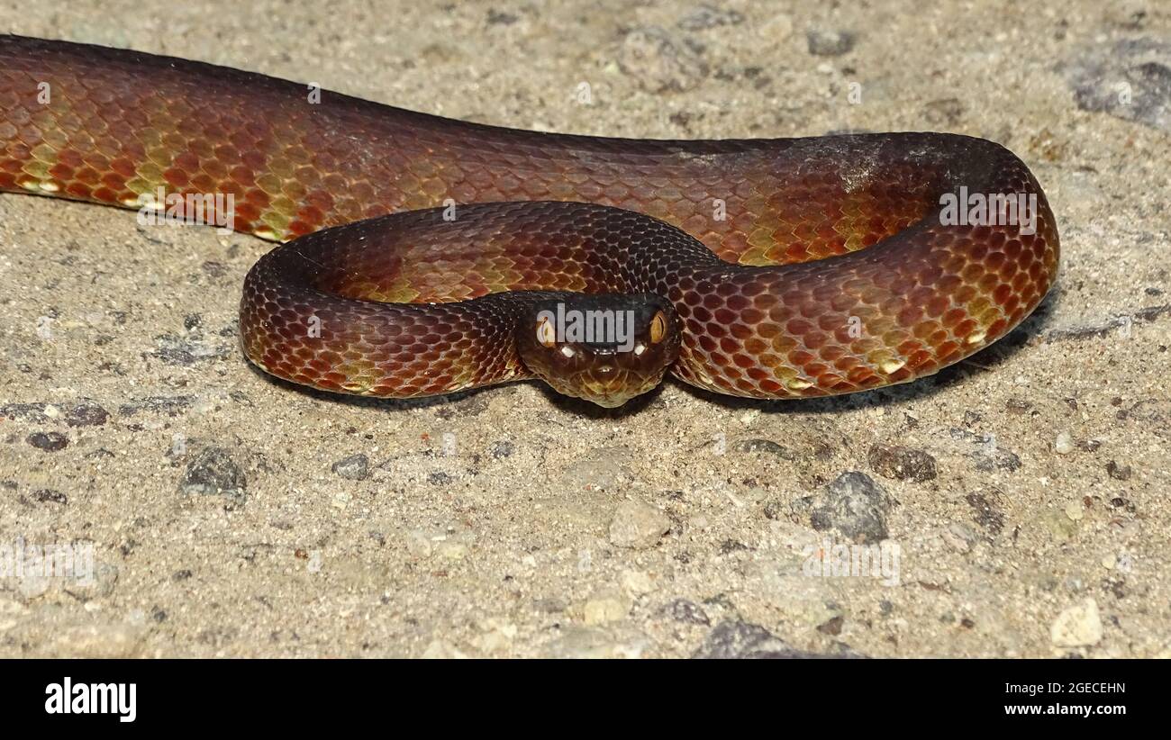 Car nicobar hi-res stock photography and images - Alamy