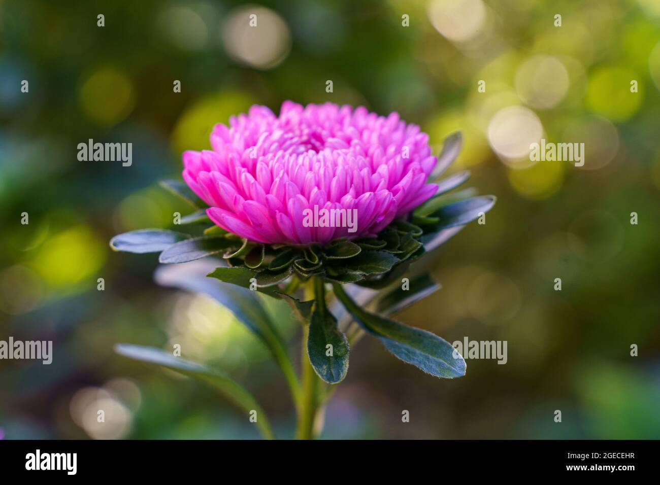 Astra pink flower macro shot natural light growing in the garden Stock ...