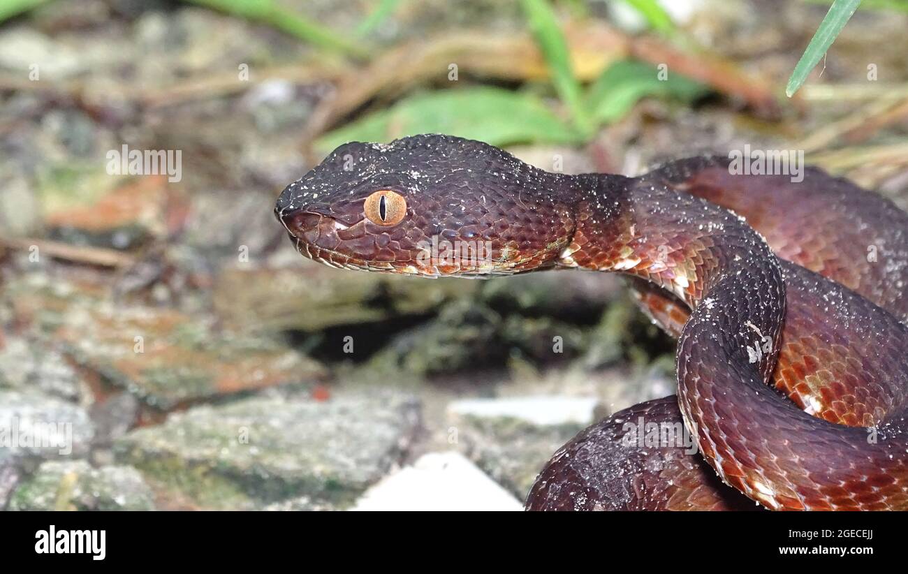Andaman Pit Viper full body shot, Trimeresurus andersonii, Theobald ...