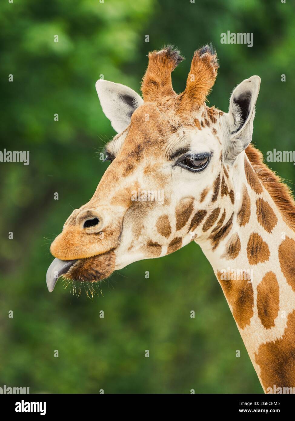 Cute giraffe portrait with tongue lolling out Stock Photo - Alamy