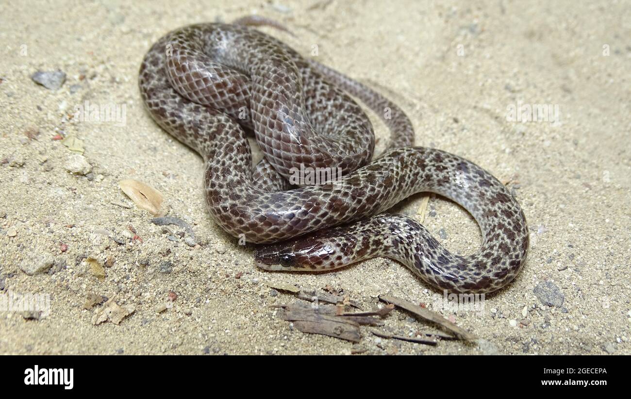 Juvenile Andaman Wolf Snake, Lycodon hypsirhinoides, Andaman Islands ...