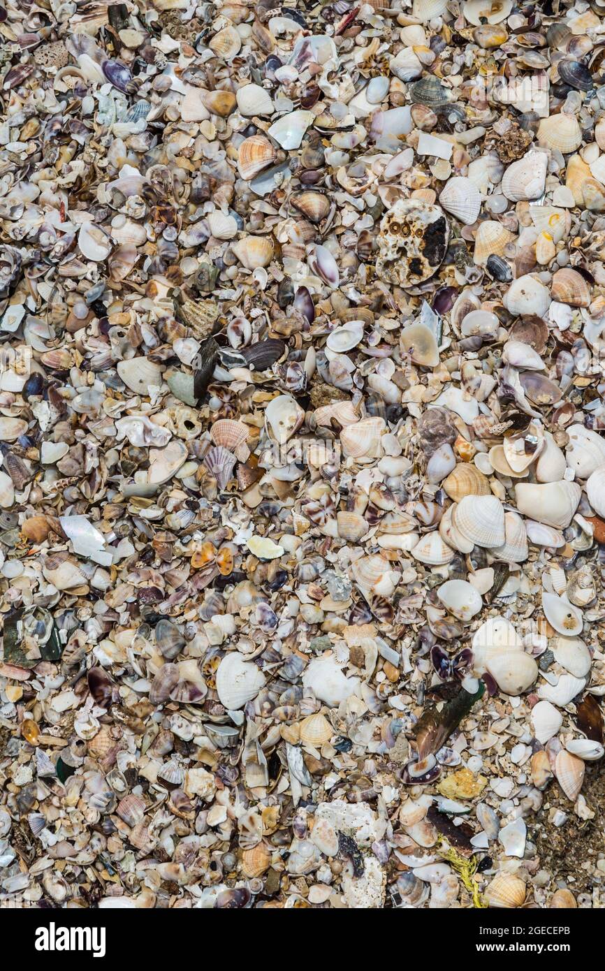 Collage summer seashells collection hi-res stock photography and images ...