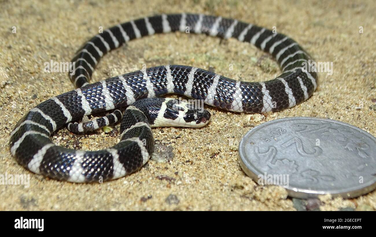 Neonate Andaman Krait, Bungarus andamanensis, Biswas & Sanyal, 1978 ...