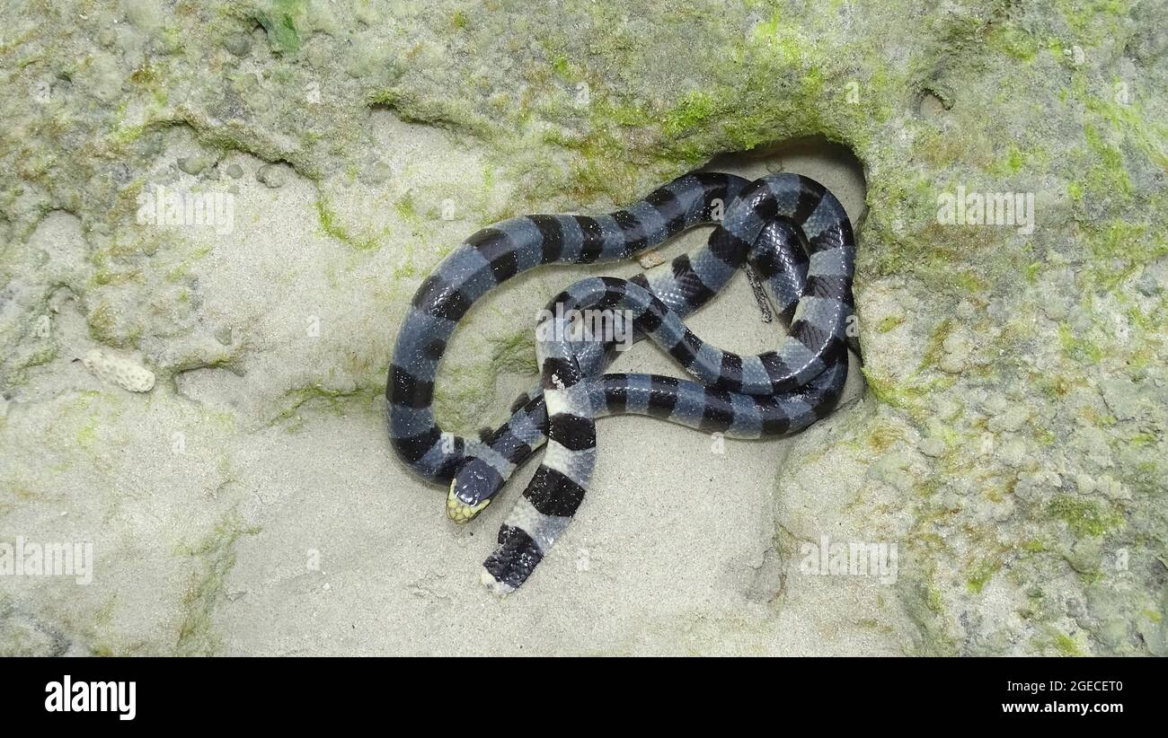 YELLOW LIPPED BANDED SEA KRAIT Laticauda colubrina Venomous, Andaman ...
