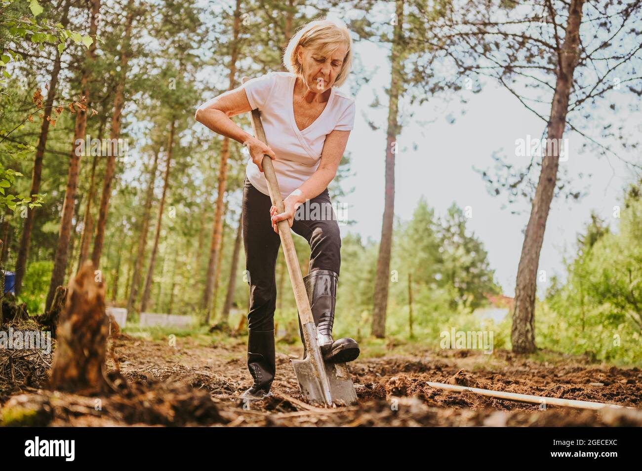 Elderly senior gardener woman digging caring ground level at summer ...