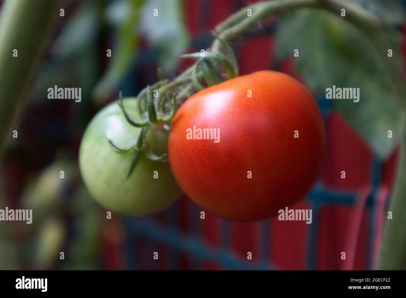 tomatoes growing outdoors Stock Photo - Alamy