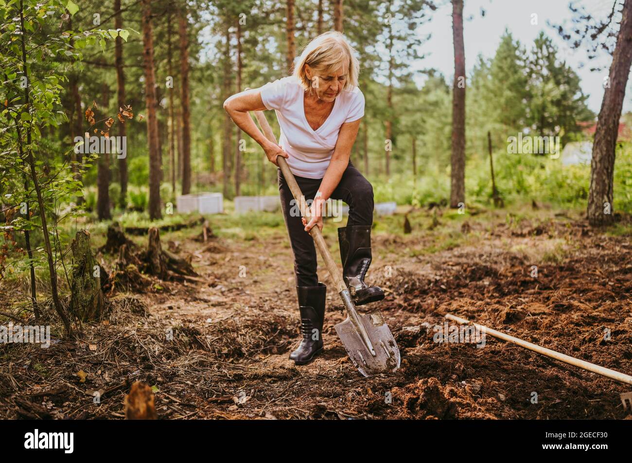 Elderly senior gardener woman digging caring ground level at summer ...