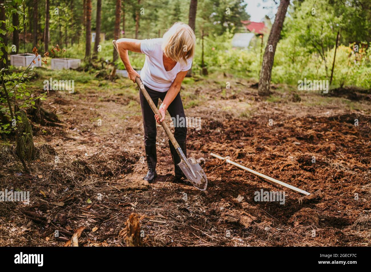 Elderly senior gardener woman digging caring ground level at summer ...