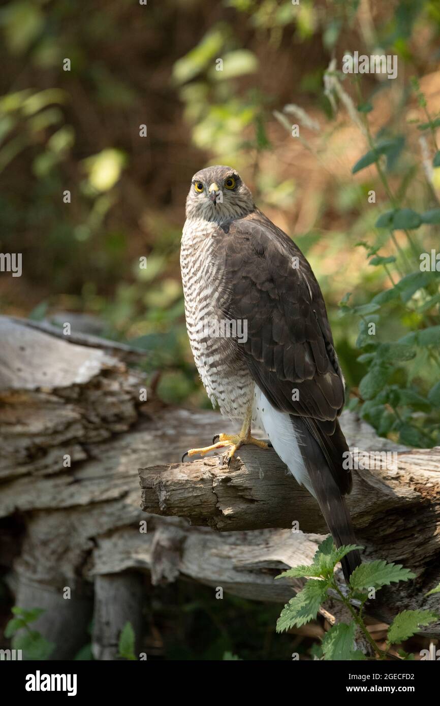 Young female Eurasian sparrow hawk at a natural water point in a pine ...