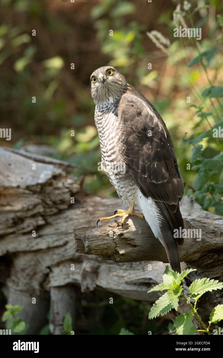 Young female Eurasian sparrow hawk at a natural water point in a pine ...