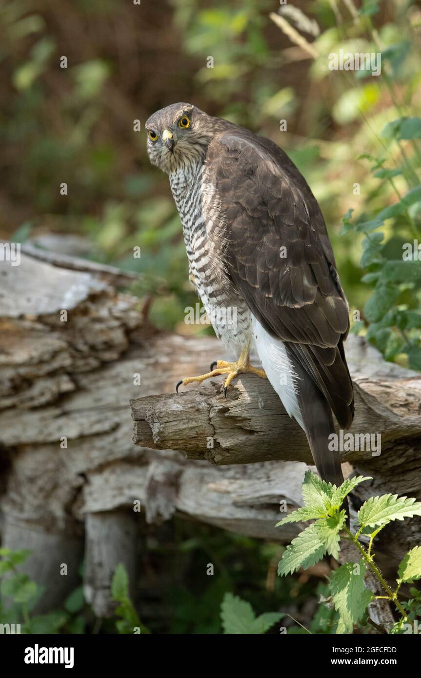 Young female Eurasian sparrow hawk at a natural water point in a pine ...
