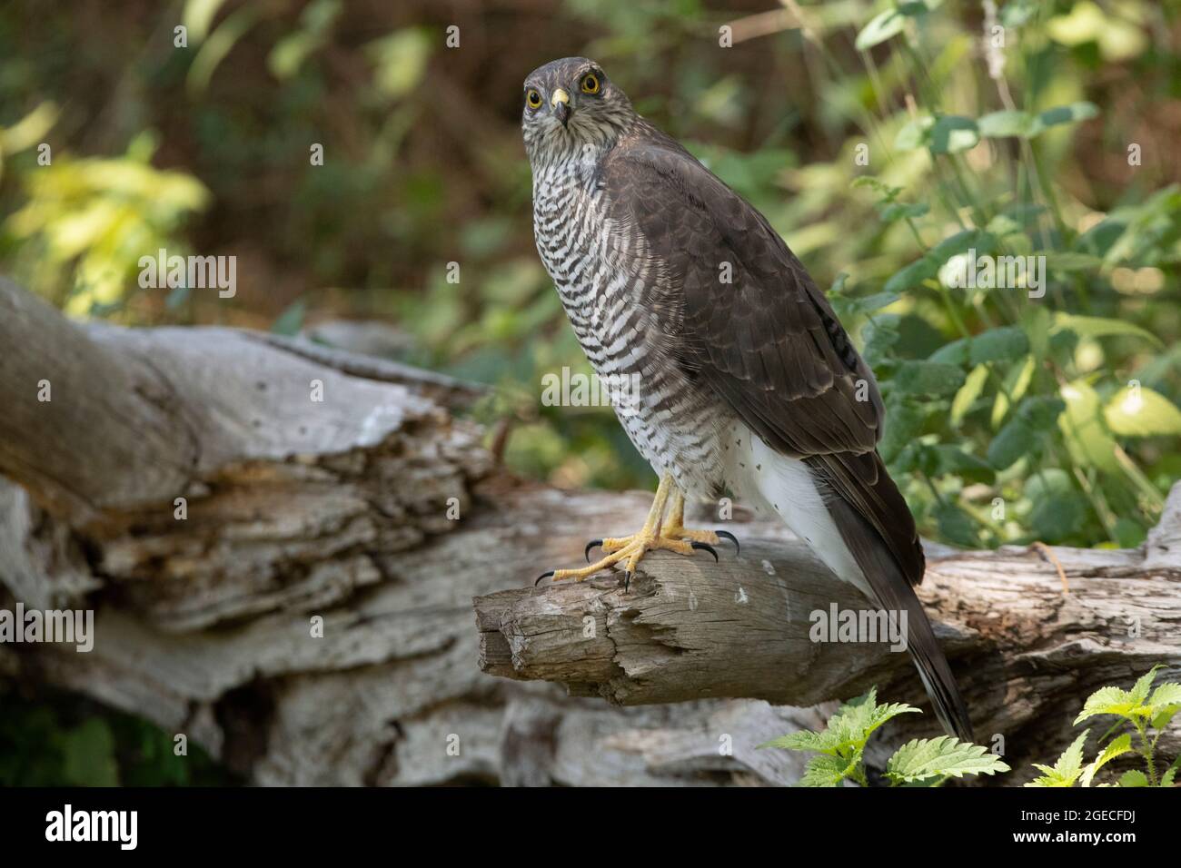 Young female Eurasian sparrow hawk at a natural water point in a pine ...