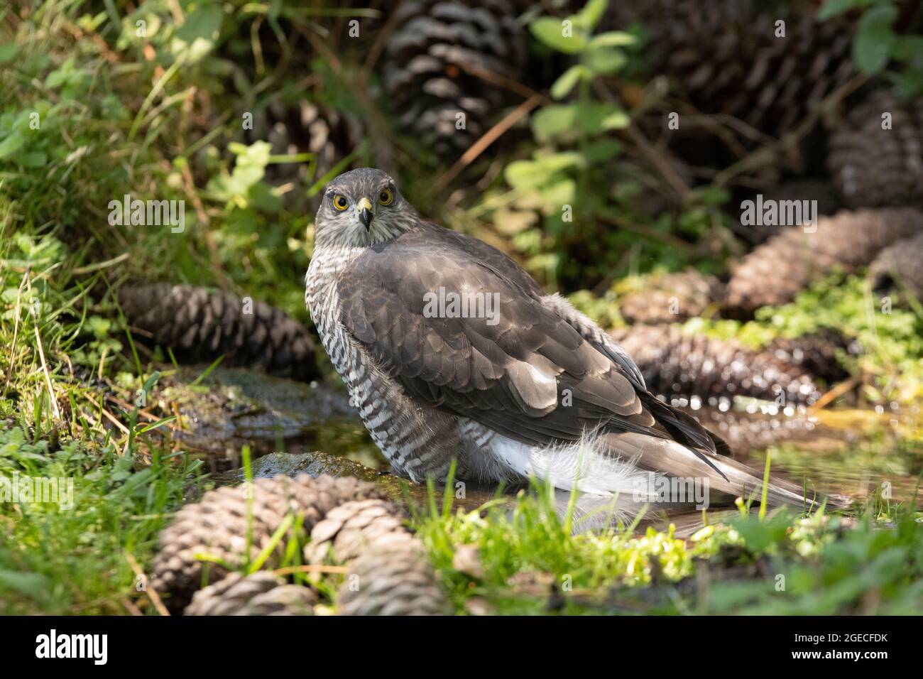 Young female Eurasian sparrow hawk at a natural water point in a pine ...