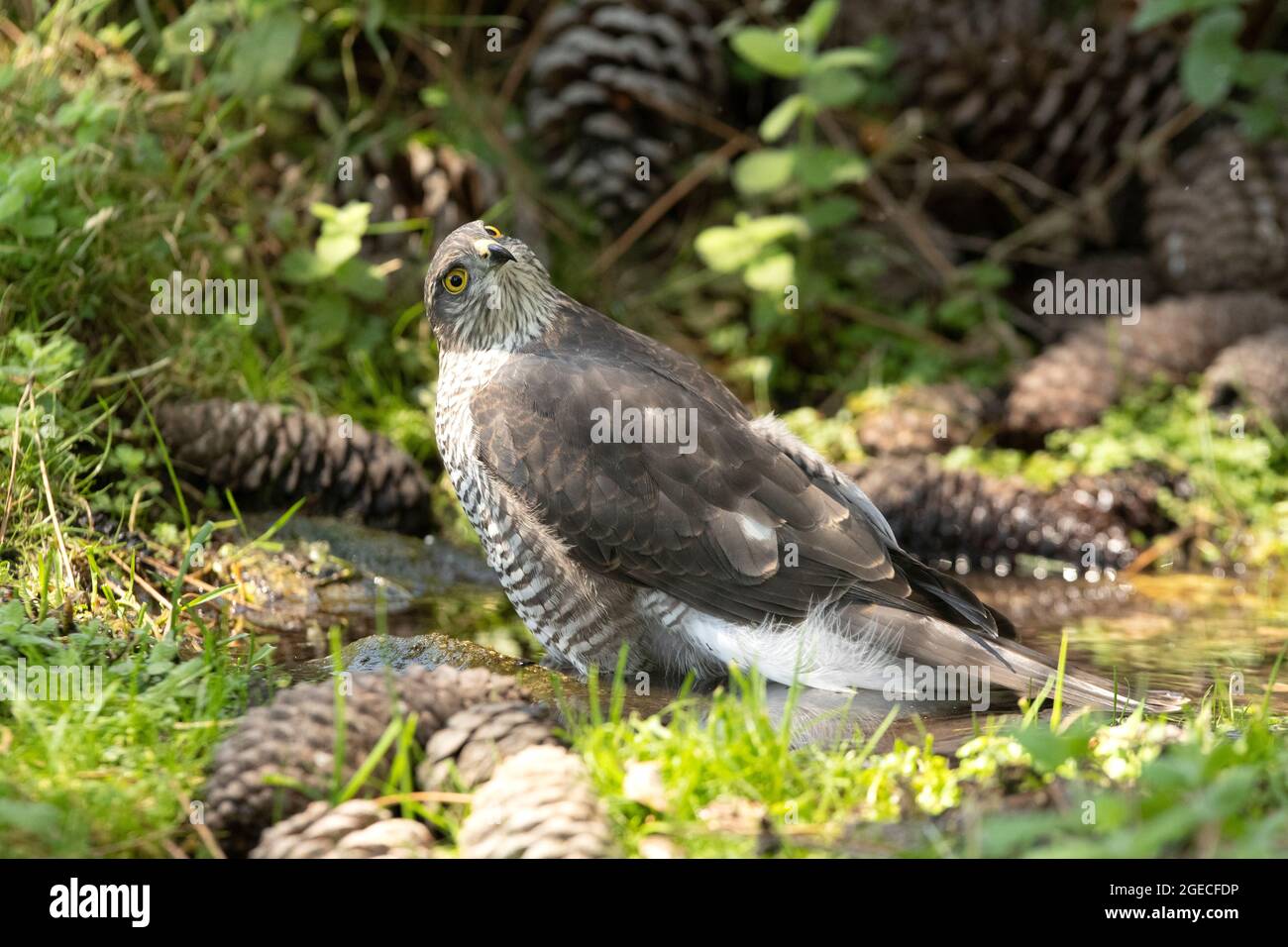 Young female Eurasian sparrow hawk at a natural water point in a pine ...