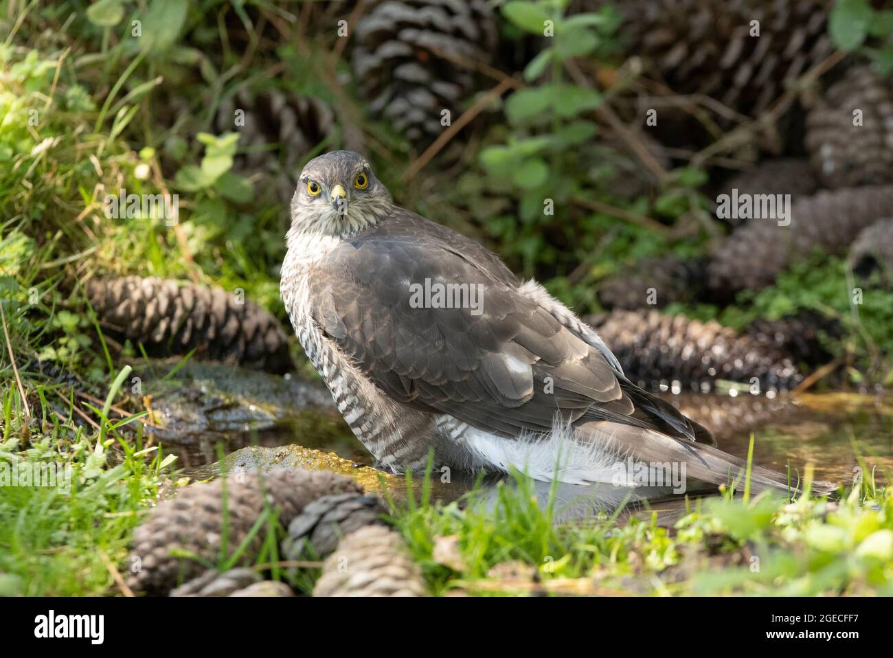 Young female Eurasian sparrow hawk at a natural water point in a pine ...