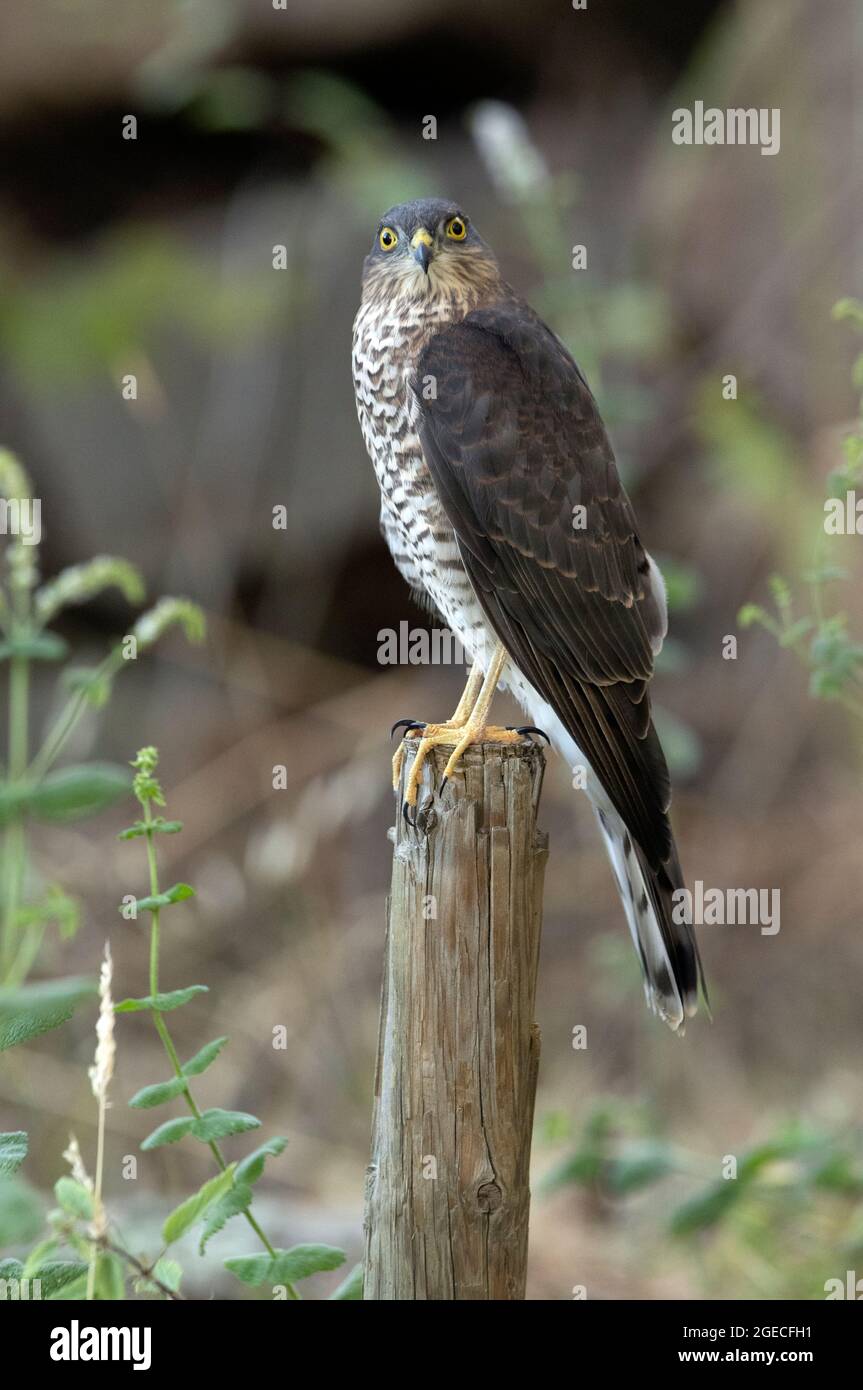 Sparrow hawk male female hi-res stock photography and images - Alamy