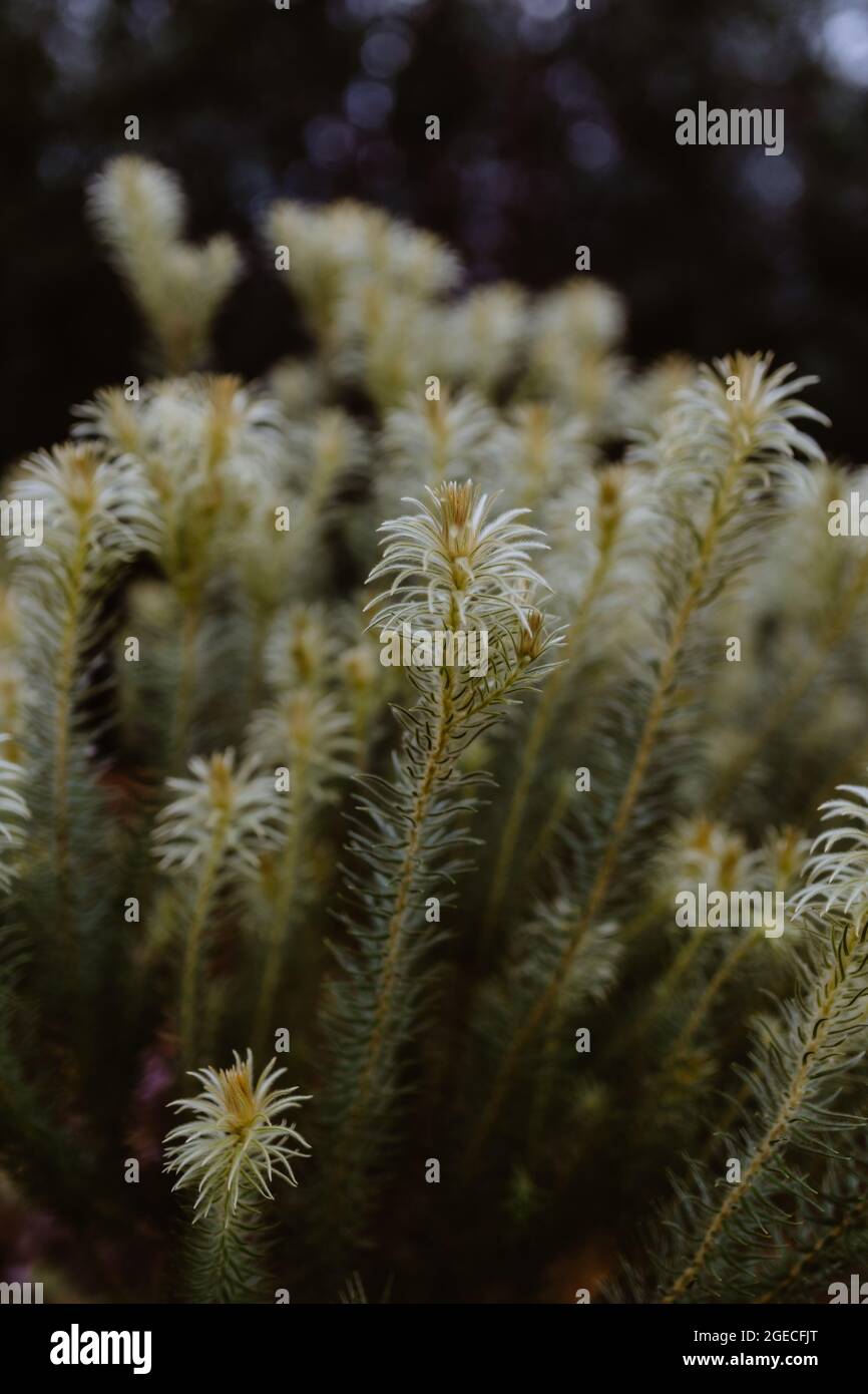 Plants in nature hi-res stock photography and images - Alamy